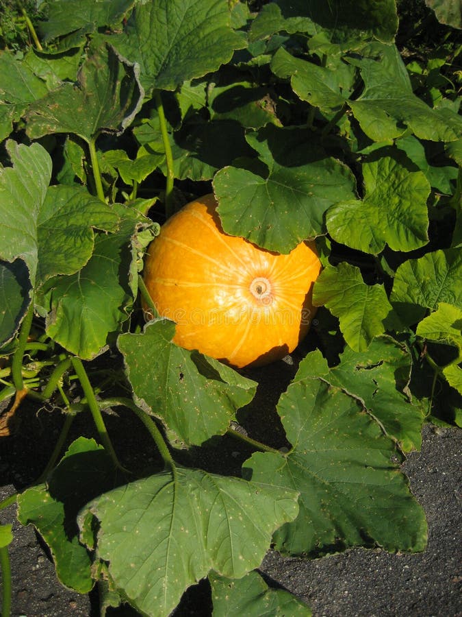 Pumpkin Growing in the Garden Stock Photo - Image of color, celebration ...
