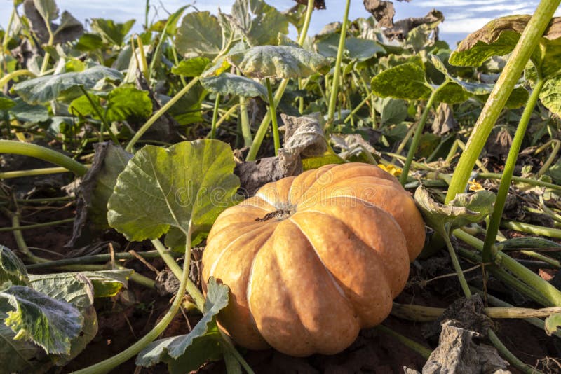 Pumpkin Growing in the Vegetable Garden Stock Photo - Image of fresh ...