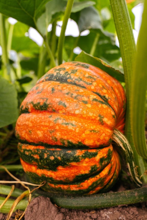 Pumpkin Growing in the Vegetable Garden. Growing Pumpkins. Pumpkin ...