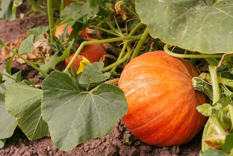 Pumpkin Growing in the Vegetable Garden. Growing Pumpkins. Pumpkin ...