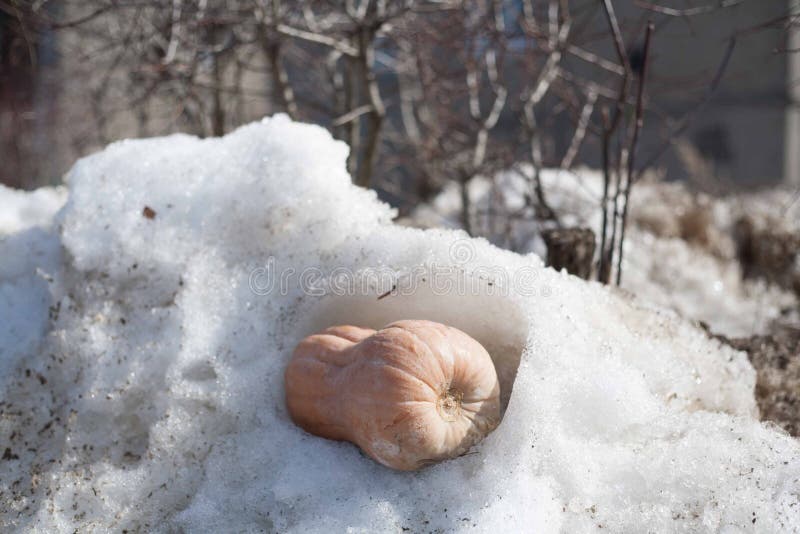 Pumpkin Grows from a Snowdrift Stock Photo - Image of devil, harvest ...