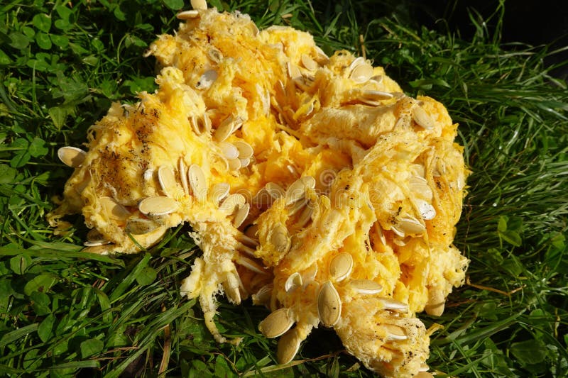 Pumpkin Guts with Seeds Lying on Green Grass Stock Photo - Image of ...