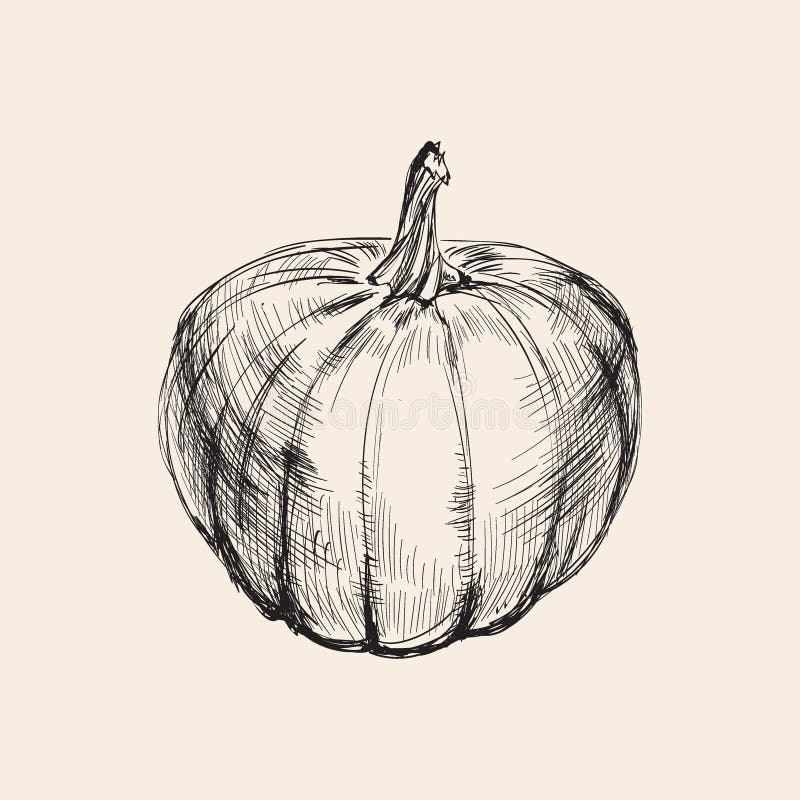 Pumpkin Hand Drawing Vector Illustration. Stock Vector - Illustration ...