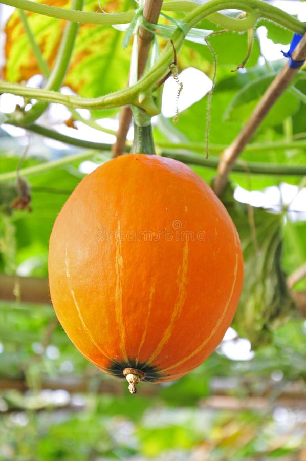 Pumpkin hanging in a tree stock photo. Image of holiday - 350853468