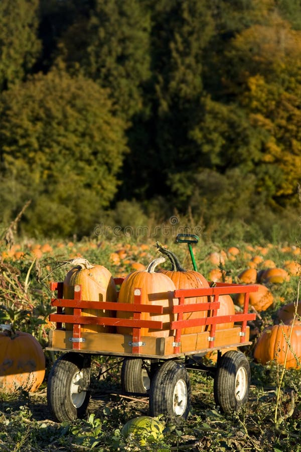 Harvest Pumpkin Wagon stock image. Image of gourds, oktoberfest - 3386347