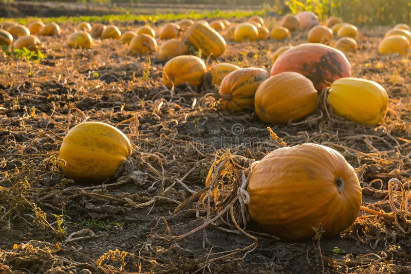 Pumpkin harvest at evening stock image. Image of group - 97029253