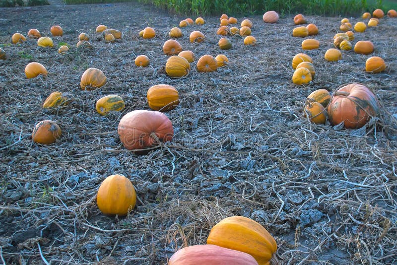 Pumpkin harvest at evening stock photo. Image of decoration - 97403998