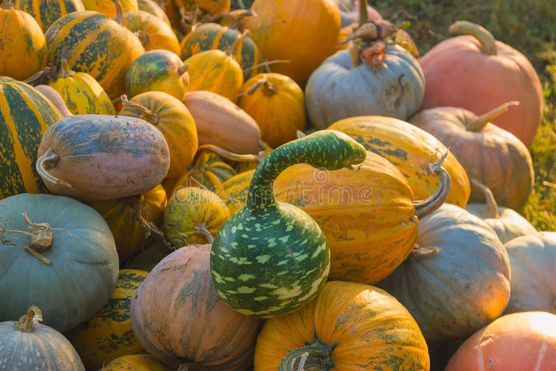 Pumpkin harvest at evening stock image. Image of design - 97404197