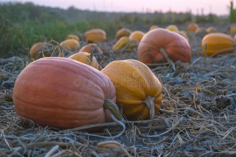 Pumpkin harvest at evening stock image. Image of gourd - 97849881