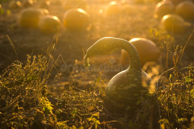 Pumpkin harvest at evening stock image. Image of gourd - 97850281