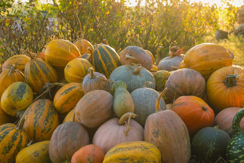 Pumpkin harvest at evening stock image. Image of grass - 97850305