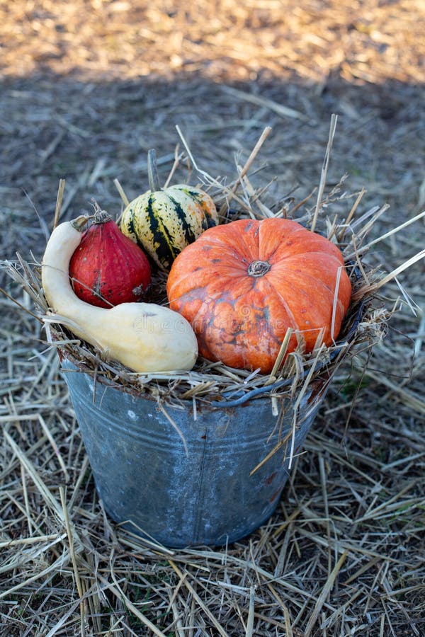 Pumpkin Harvest on the Farm Stock Image - Image of festival, harvesting ...