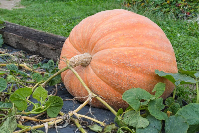 Pumpkin stock image. Image of organic, seeds, decorative - 78804701