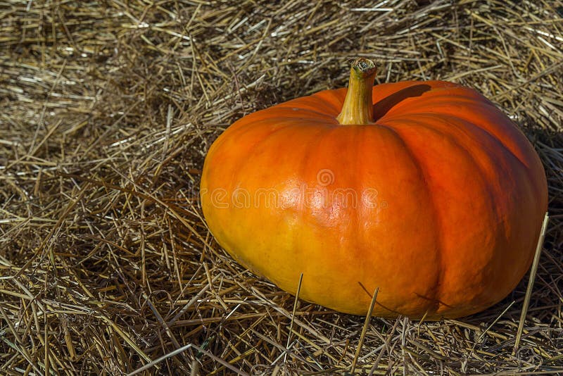 Pumpkin in the hay stock image. Image of autumn, squash - 58428773