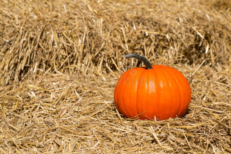 Pumpkin on hay stock photo. Image of food, diet, fresh - 34513474