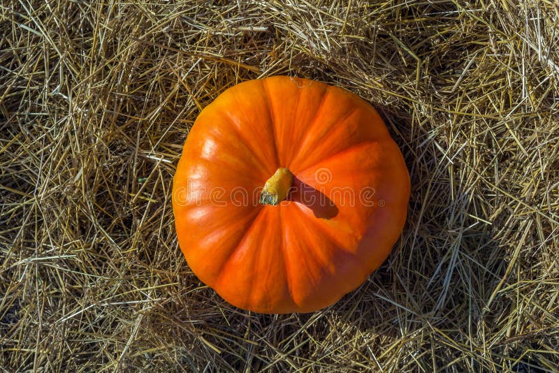 Pumpkin on the Hay Top View Stock Photo - Image of vegetable, solid ...