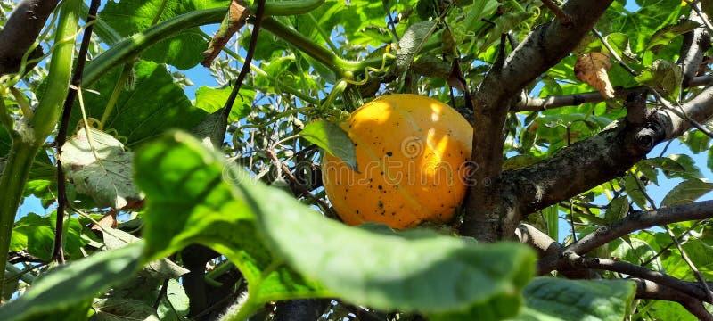Pumpkin Hidden on Apple Tree Branches Stock Photo - Image of apple ...
