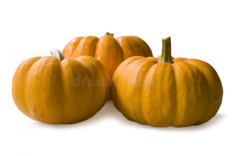 Pumpkin isolated. stock photo. Image of decorative, mini - 11433182
