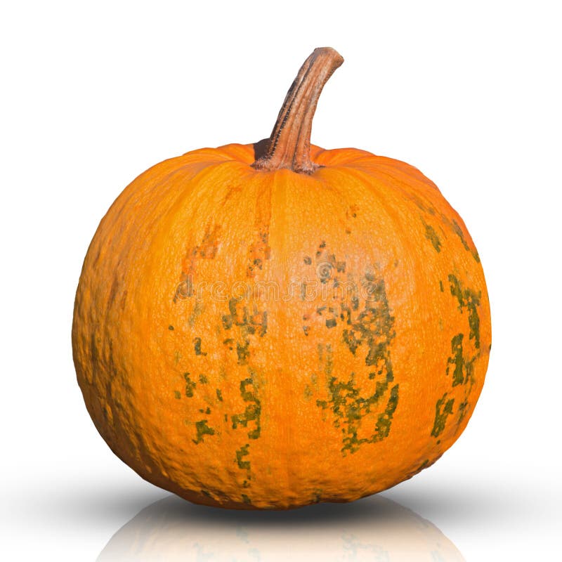 Pumpkin isolated on white stock image. Image of dark - 16530195