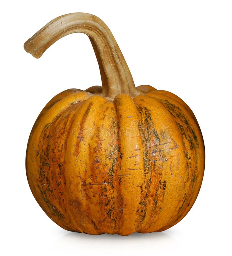 Pumpkin Skin stock image. Image of seasonal, texture, curcurbit - 112105