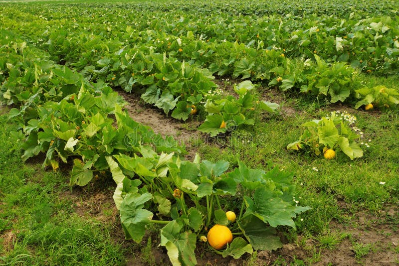 Pumpkin stock image. Image of growing, leaf, nutrition - 76627997