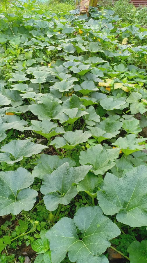 Pumpkin of Leaf so Cute and Green Every Leaf Stock Photo - Image of ...