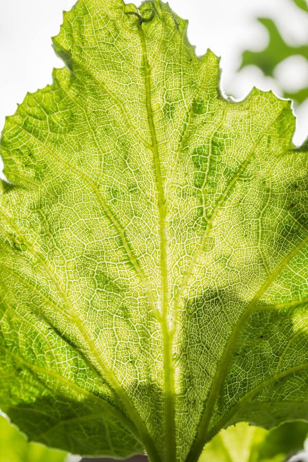Pumpkin leaf stock photo. Image of natural, green, closeup - 69966694