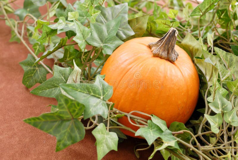 The Pumpkin in Leaves stock photo. Image of cluster, holiday - 21656322