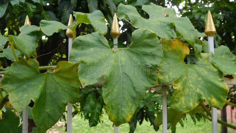 Pumpkin leaves climbing stock image. Image of creeper - 42471367