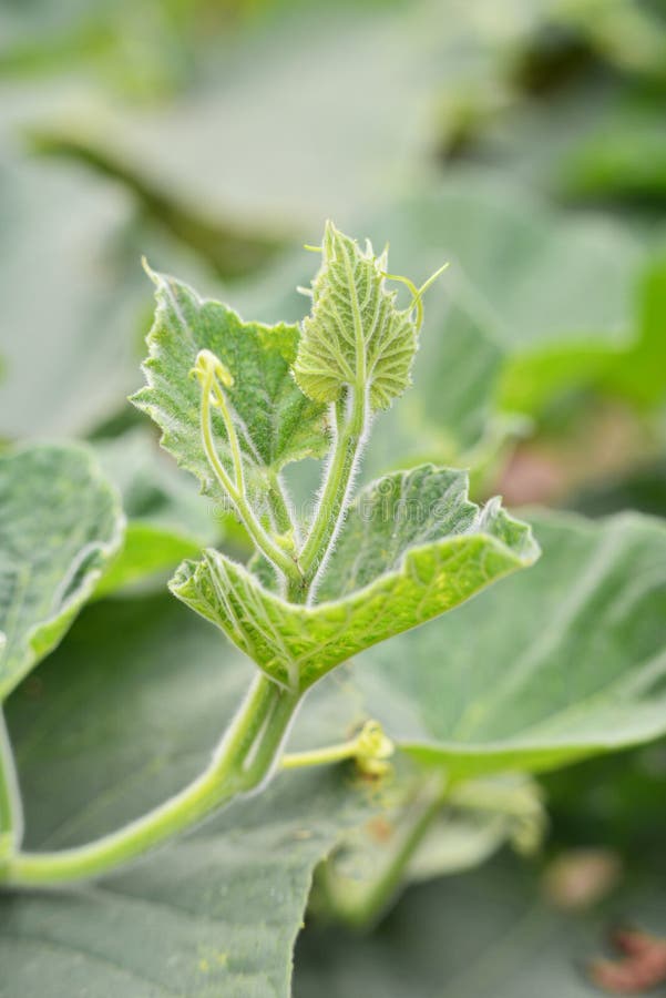 Pumpkin leaves stock image. Image of tendrils, organic - 51168875