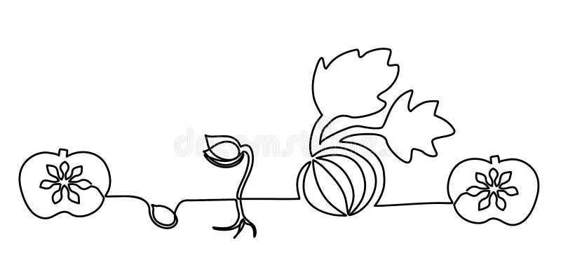 Zucchini Life Cycle Stock Illustrations – 21 Zucchini Life Cycle Stock ...