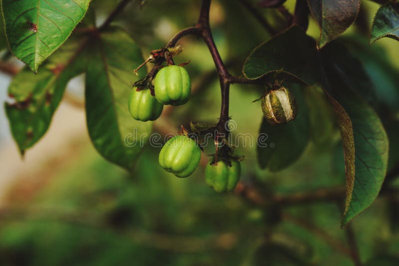 Pumpkin like Fruit stock image. Image of fruit, produce - 195984605