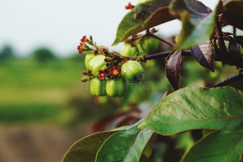 Pumpkin like Fruit stock photo. Image of fruits, pumpkin - 195984454
