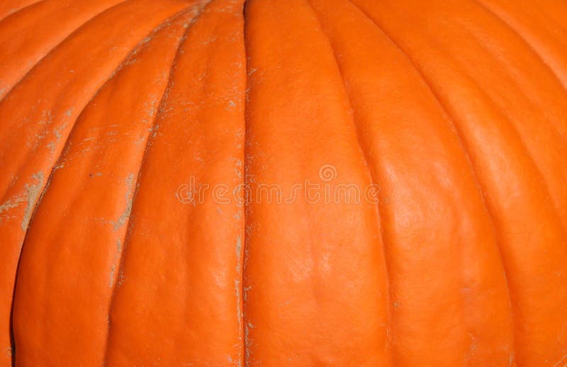 Pumpkin skin texture stock image. Image of harvest, colorful - 11458271