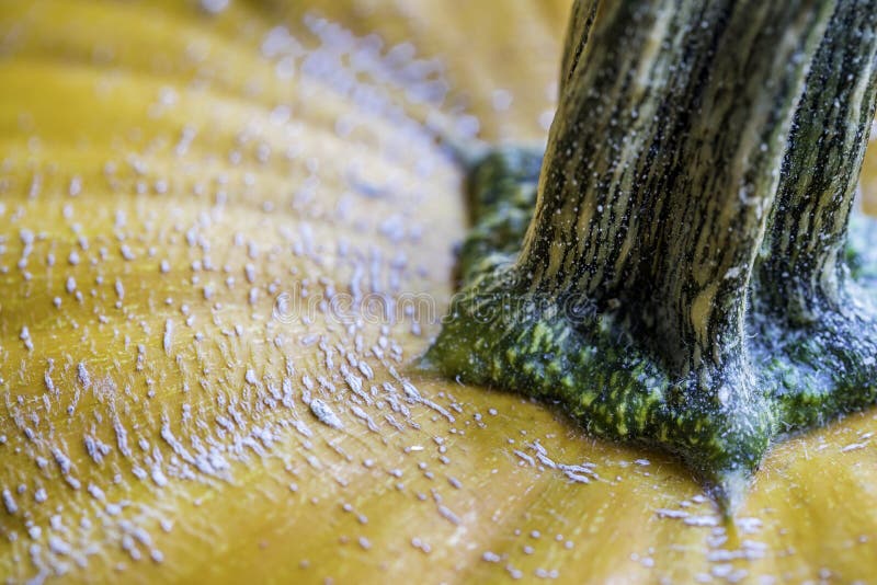 Pumpkin Macro Close Up stock photo. Image of plant, growing - 102727632