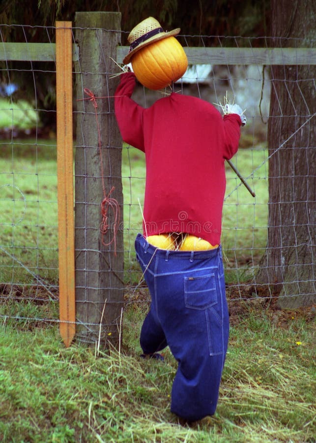Pumpkin Man stock image. Image of straw, figure, scarecrow - 620545