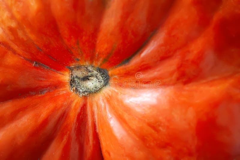 Pumpkin. Mini Pumpkin Texture Stock Photo - Image of food, closeup ...