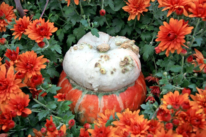 Pumpkin stock photo. Image of botany, plant, hornussen - 78575414