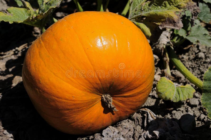 Pumpkin natural stock photo. Image of picket, agriculture - 46253926