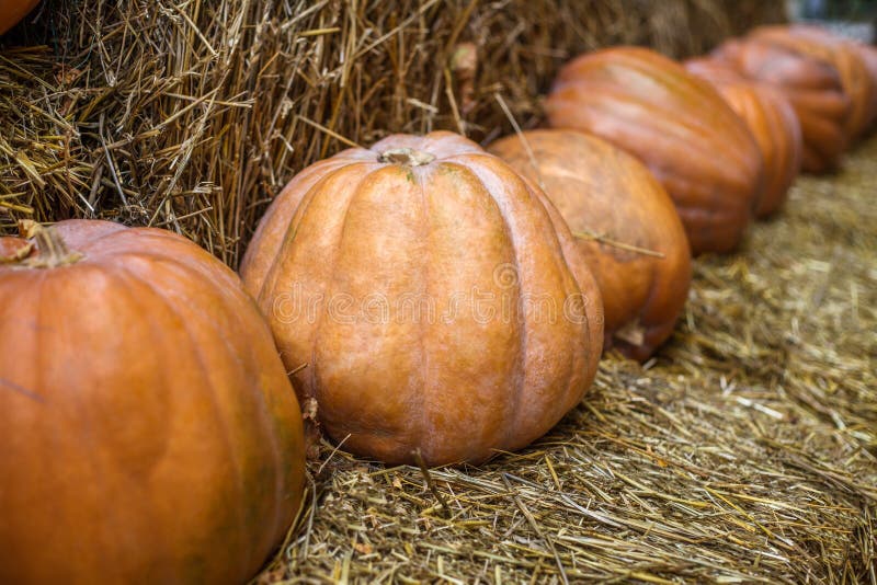 Pumpkin Orange Lying on the Bales of Hay. Effect Bokeh Stock Photo ...