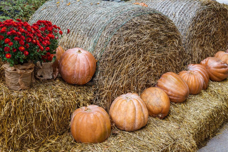 Pumpkin Orange Lying on the Bales of Hay and the Flowers are Red Stock ...