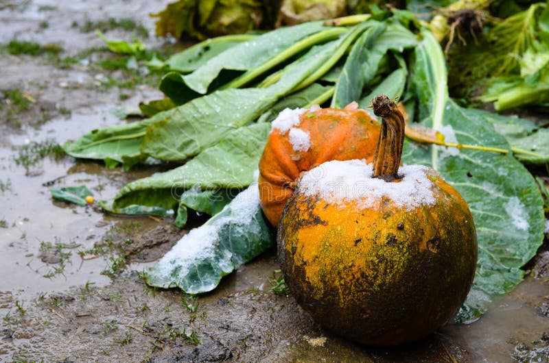Pumpkin Outdoor in the Winter Stock Photo - Image of leaf, winter: 48625492