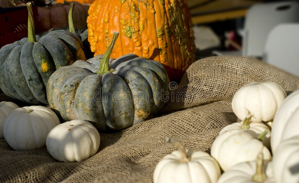 Pumpkin stock image. Image of season, gourd, food, pumpkin - 34370469