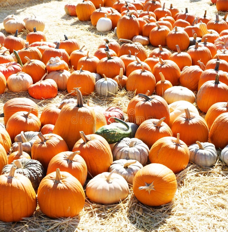 Pumpkin Patch stock image. Image of october, harvesting - 11100743