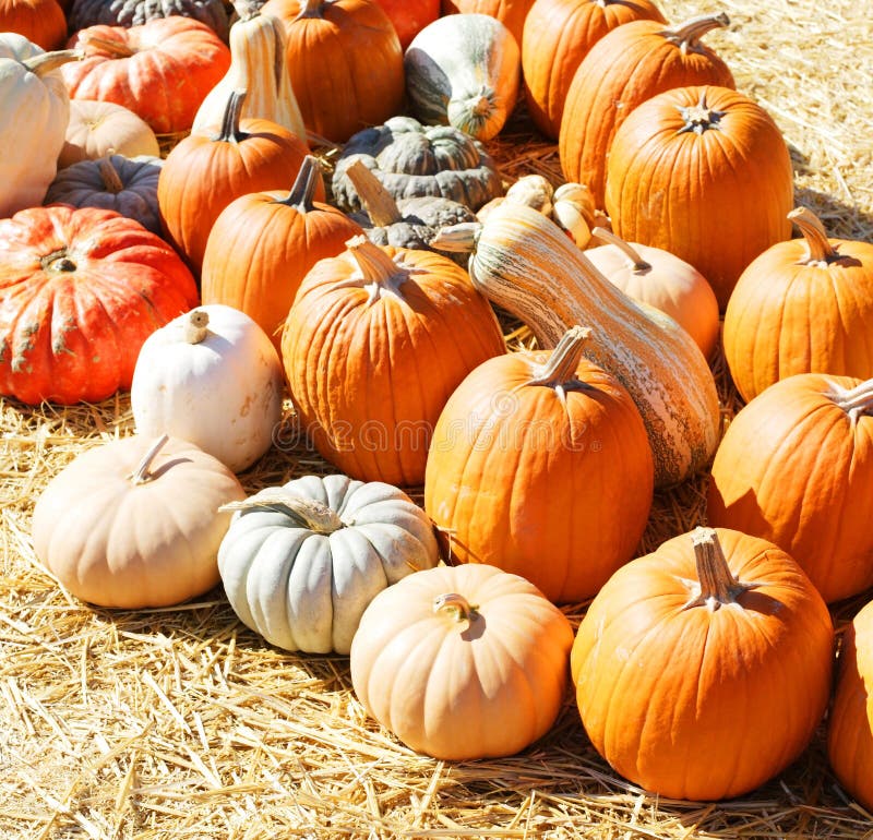 Pumpkin Patch stock image. Image of food, fresh, decorative - 11101555