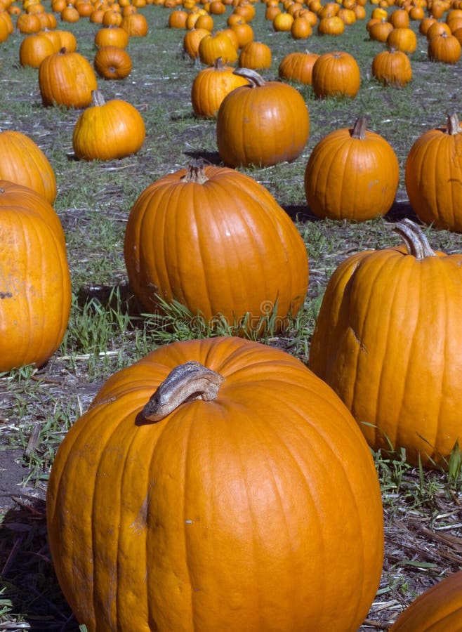 Pumpkin Patch stock photo. Image of food, patch, holiday - 11669878