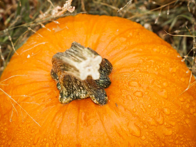 Pumpkin patch stock image. Image of grass, food, arapahoe - 26998161