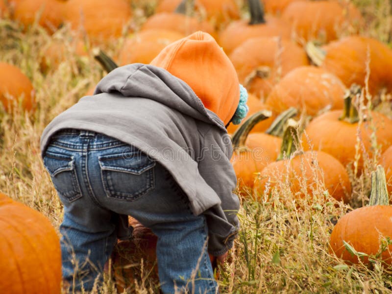 Pumpkin patch stock photo. Image of fruit, historic, glendale - 26998496