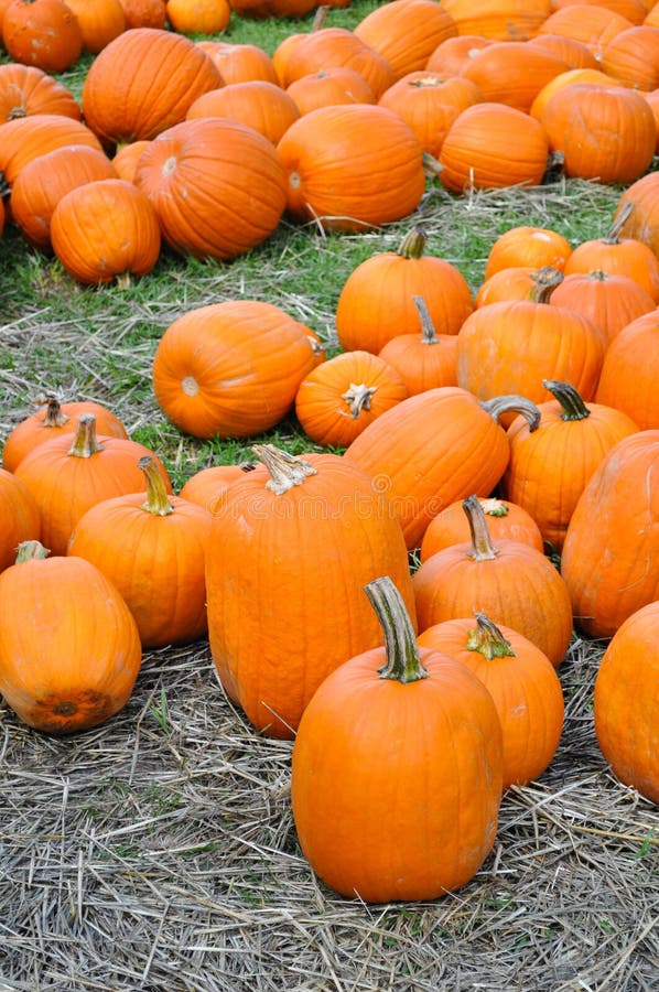 Pumpkin Patch stock image. Image of jack, country, fresh - 6713917