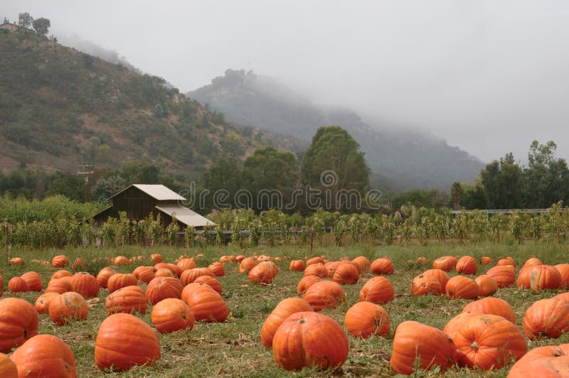 Pumpkin Patch stock photo. Image of landscape, fall, harvest - 3801434